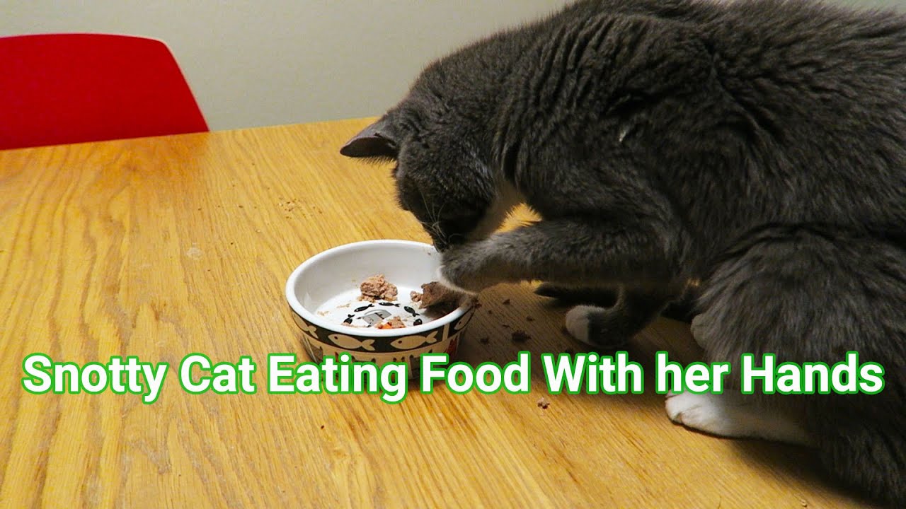 Snotty Cat Eating Food With her Hands - YouTube