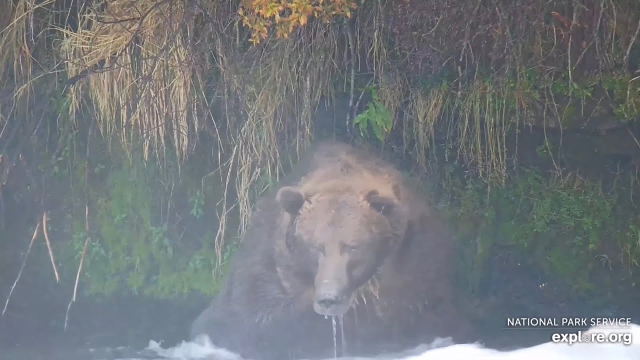 Bear 602 | Brooks Falls | 9/11/24 | EXPLORE.ORG - YouTube