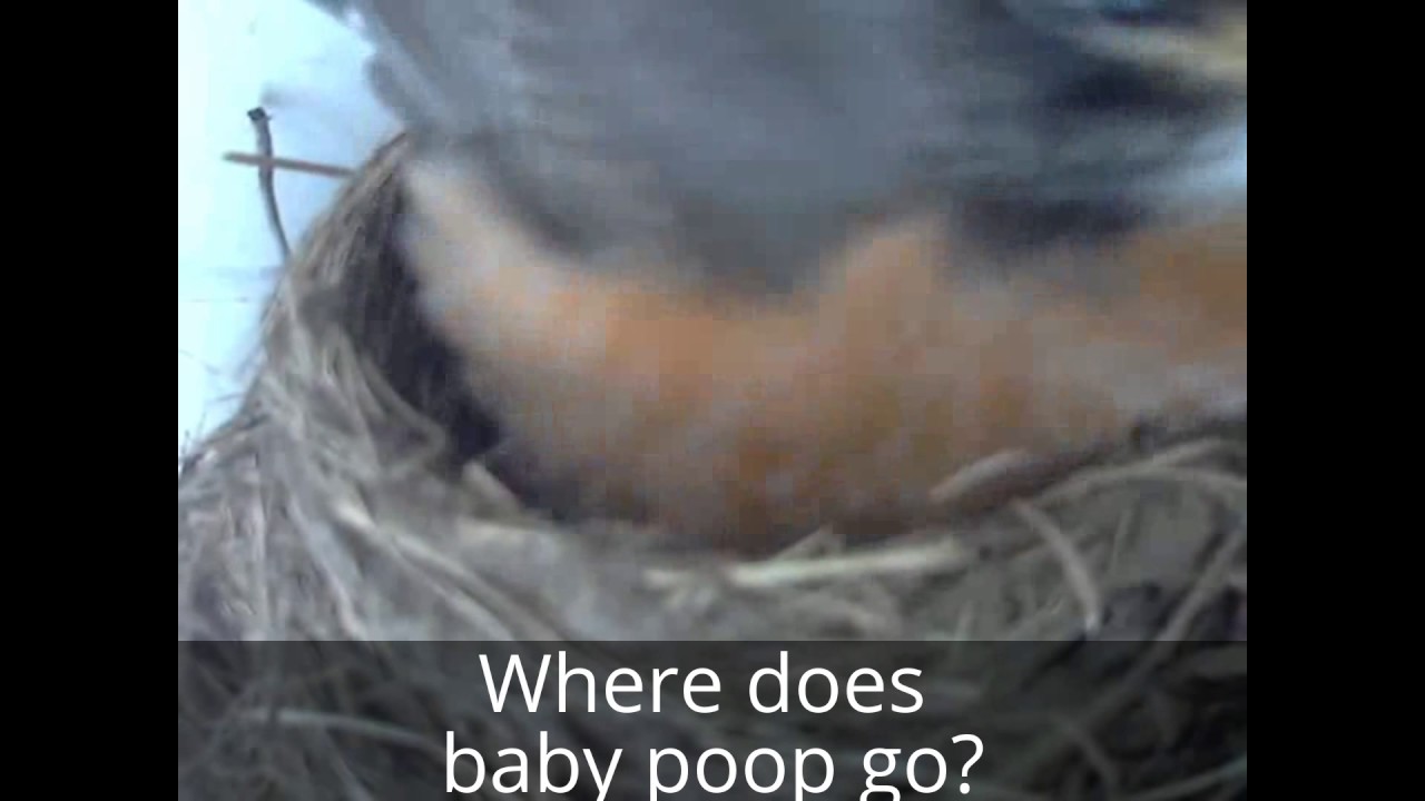 Where does baby bird poop go? - YouTube