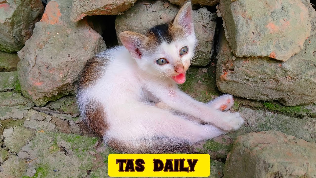 Save Animal Life | Amazing Kitten Rescue Video | Kitten life - YouTube