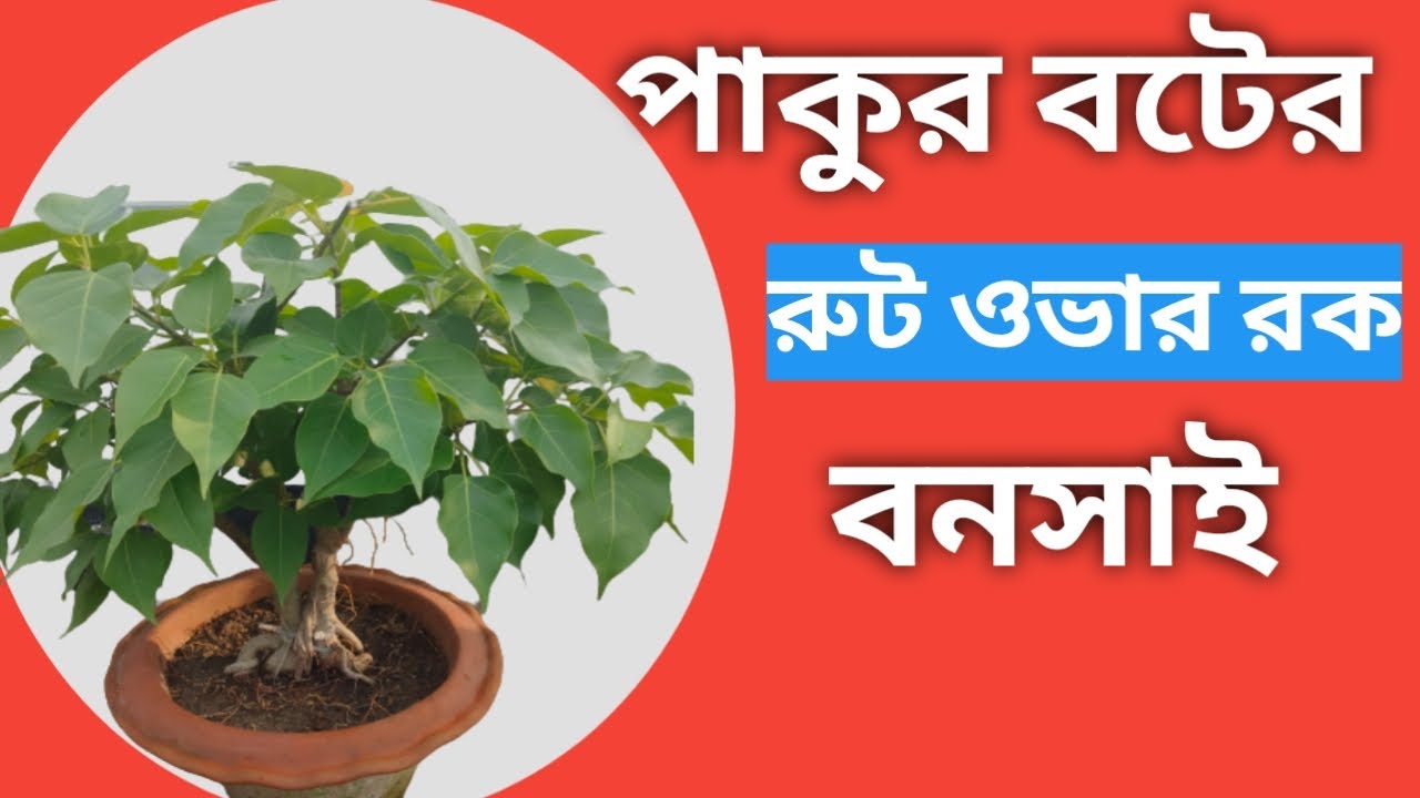 How to make Root Over Rock bonsai - YouTube