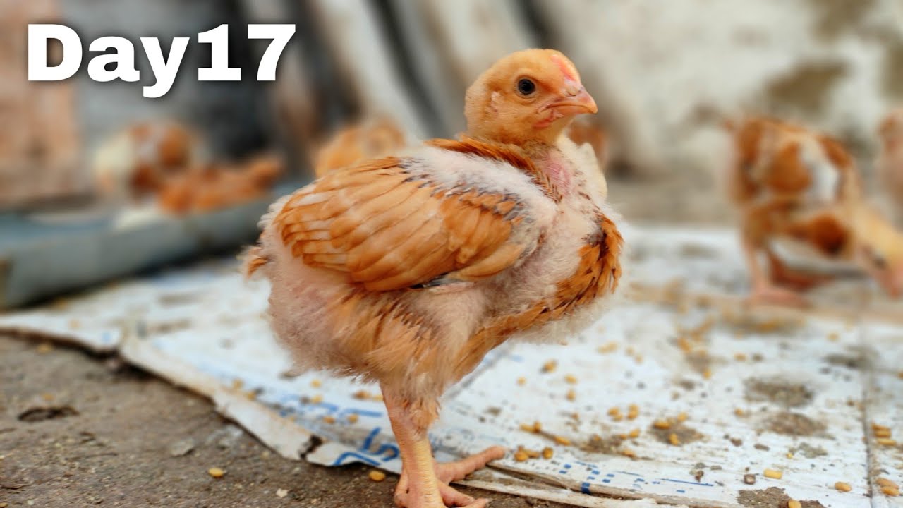 Chicken Diary on Farm | breeding chickens | Day 17 - YouTube