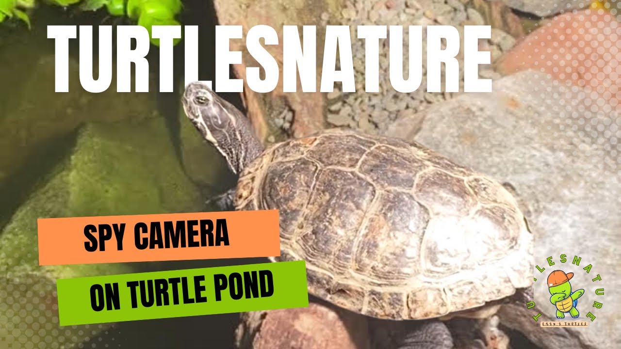 Turtle Pond Spy Camera | TurtlesNature - YouTube