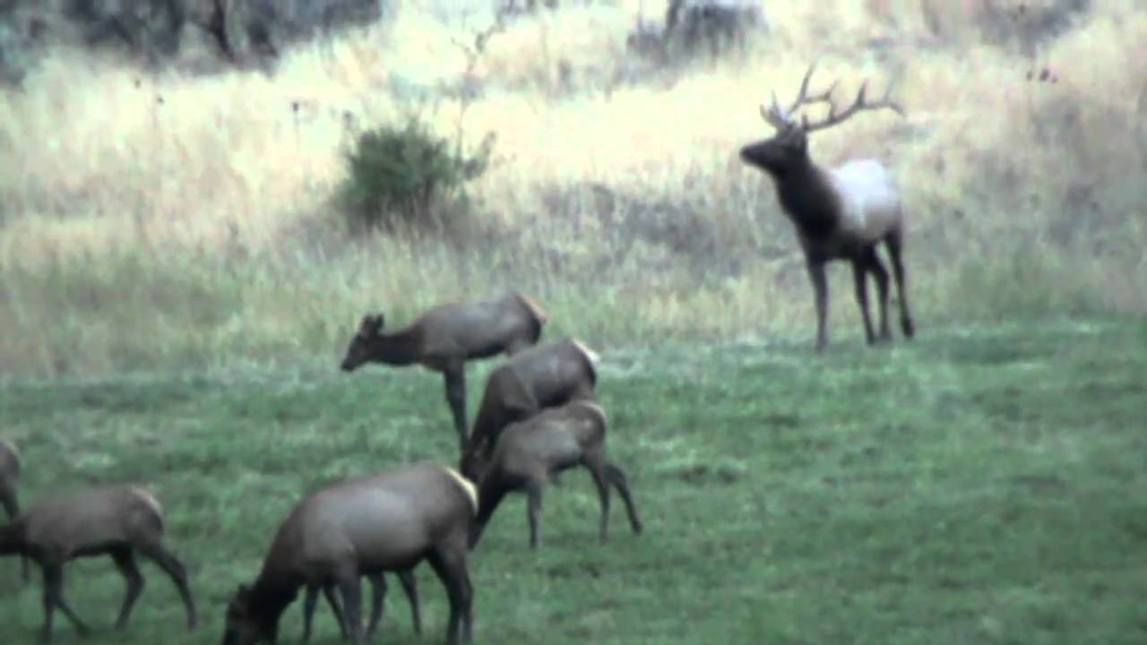 ELK GRAZING ALONG HWY-26 BETWEEN JOHN DAY & MT. VERNON, (Eastern ...