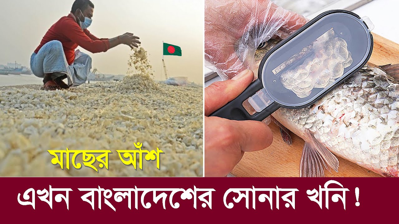 বাংলাদেশে সোনার খনি এখন মাছের আঁশ !! ২০০ কোটি টাকার বেশি রফতানি ...