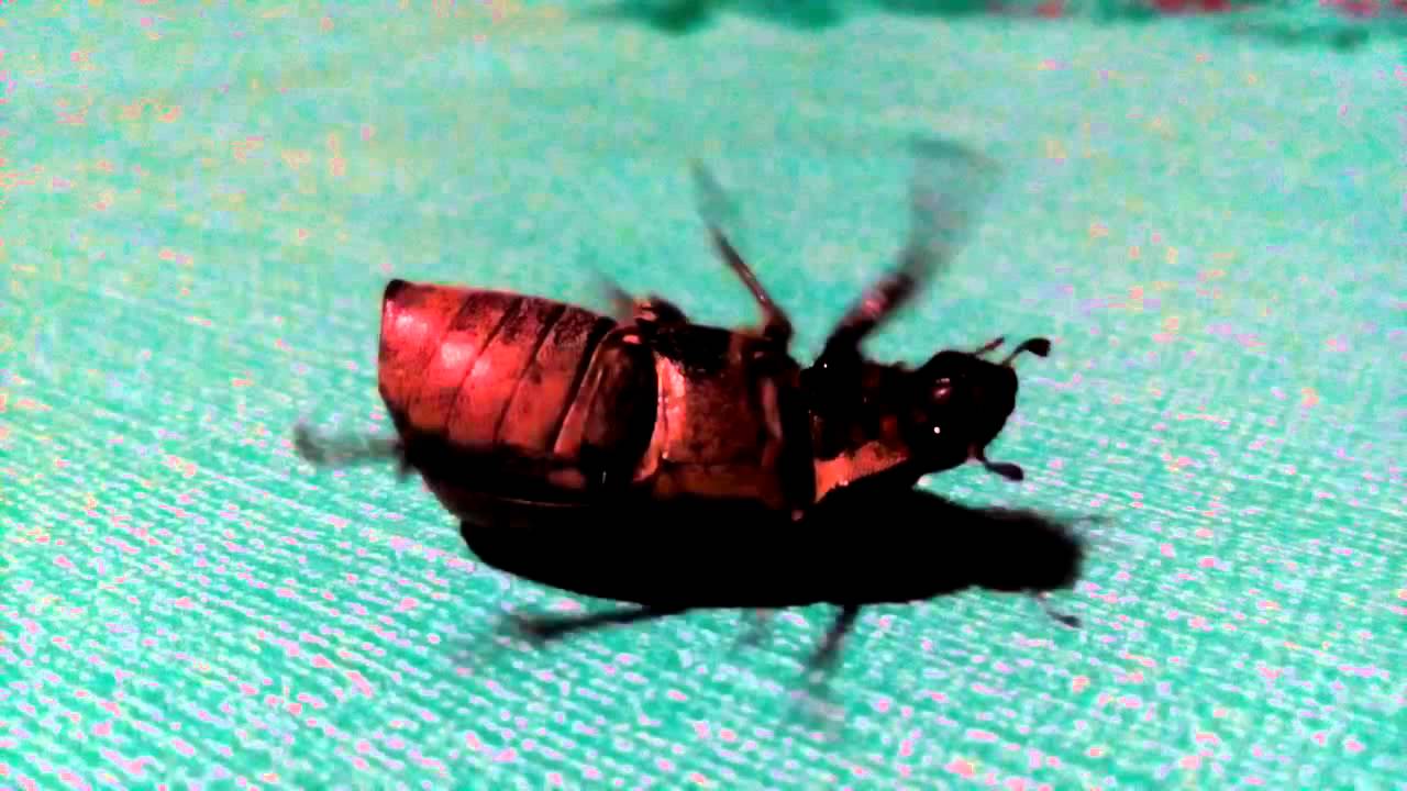 The Labog-labog is struggling. - YouTube