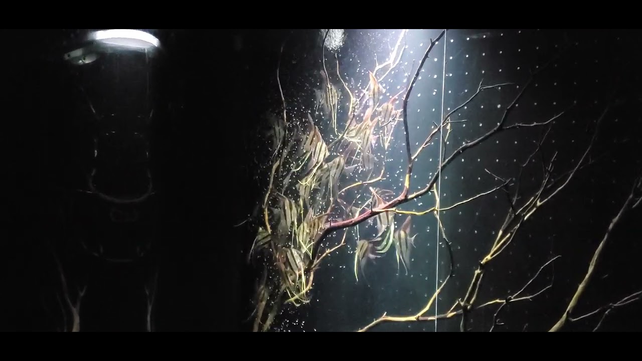 f1 Rio atabapo altum angel fish update video - YouTube