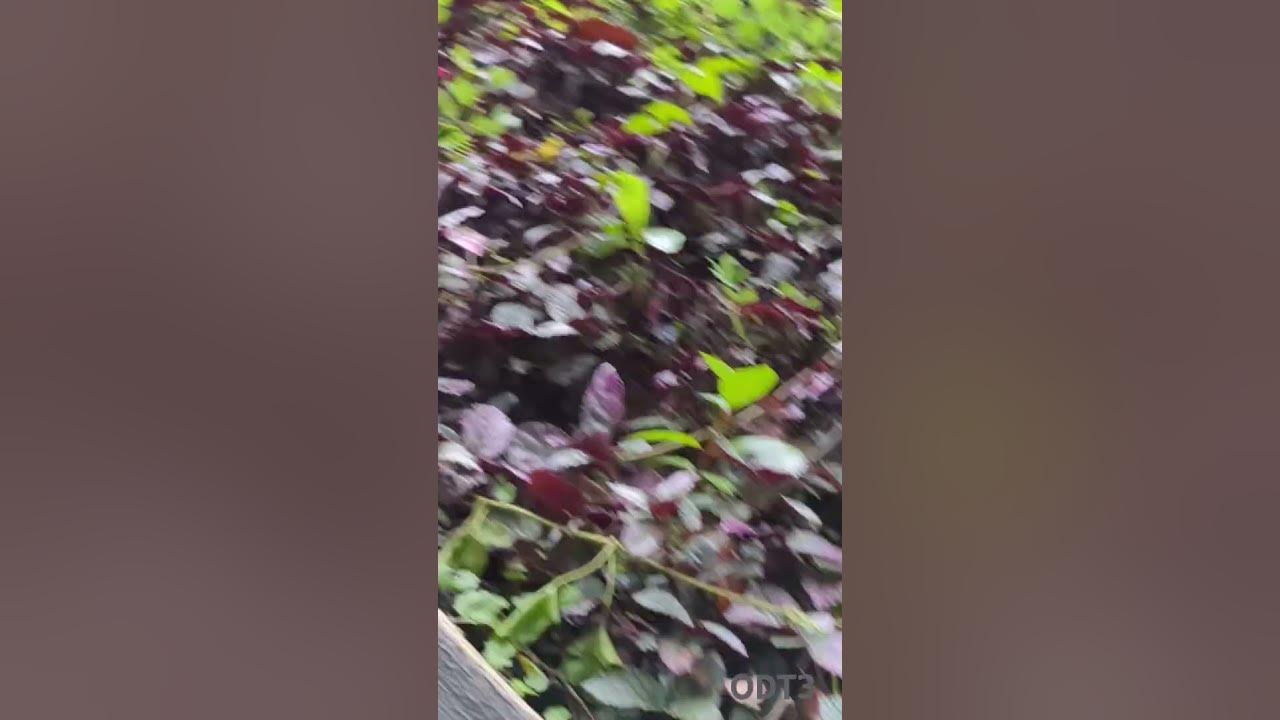 Camp Hulu Cai Bogor #odt3 #odtvlog #pixel7 #adventures - YouTube