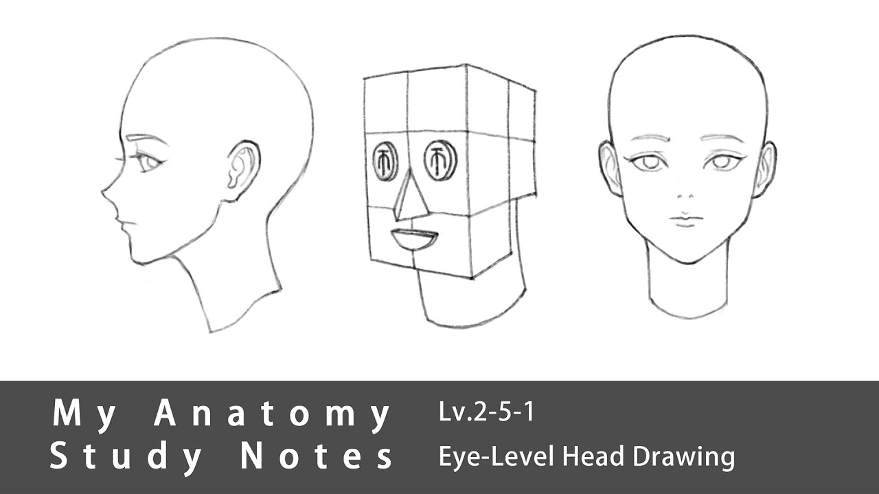 My Anatomy Study Notes Lv.2-5-1 From Box to Bust: Drawing the Head in ...
