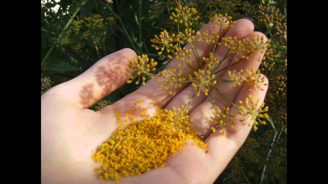 Bee Friendly, Edible Pollen Harvest: How to Collect Sweet, Gold Dust ...