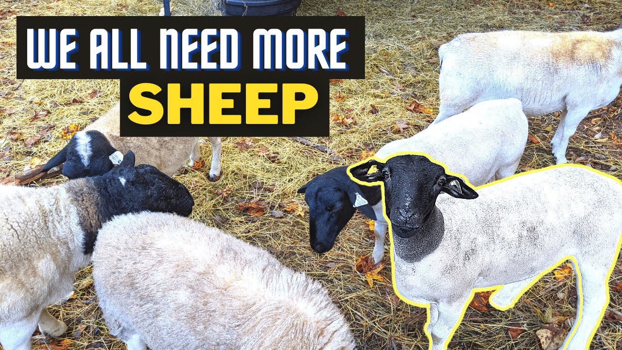 Raising Sheep on a Small Scale - YouTube