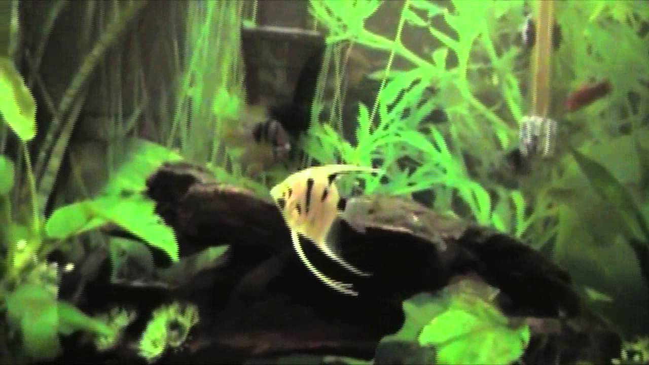 Transfer Fish from Quarantine to Main Tank - YouTube