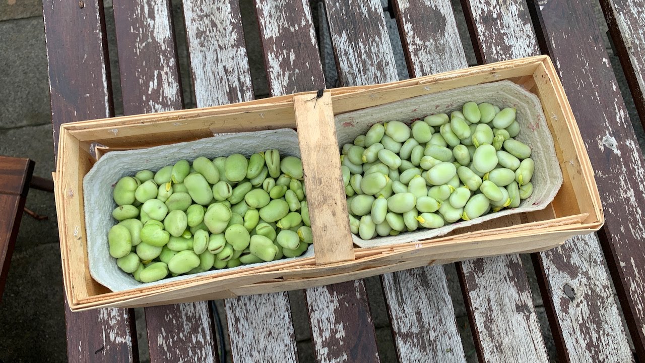 Blight, Broad Beans, and New Beds - YouTube