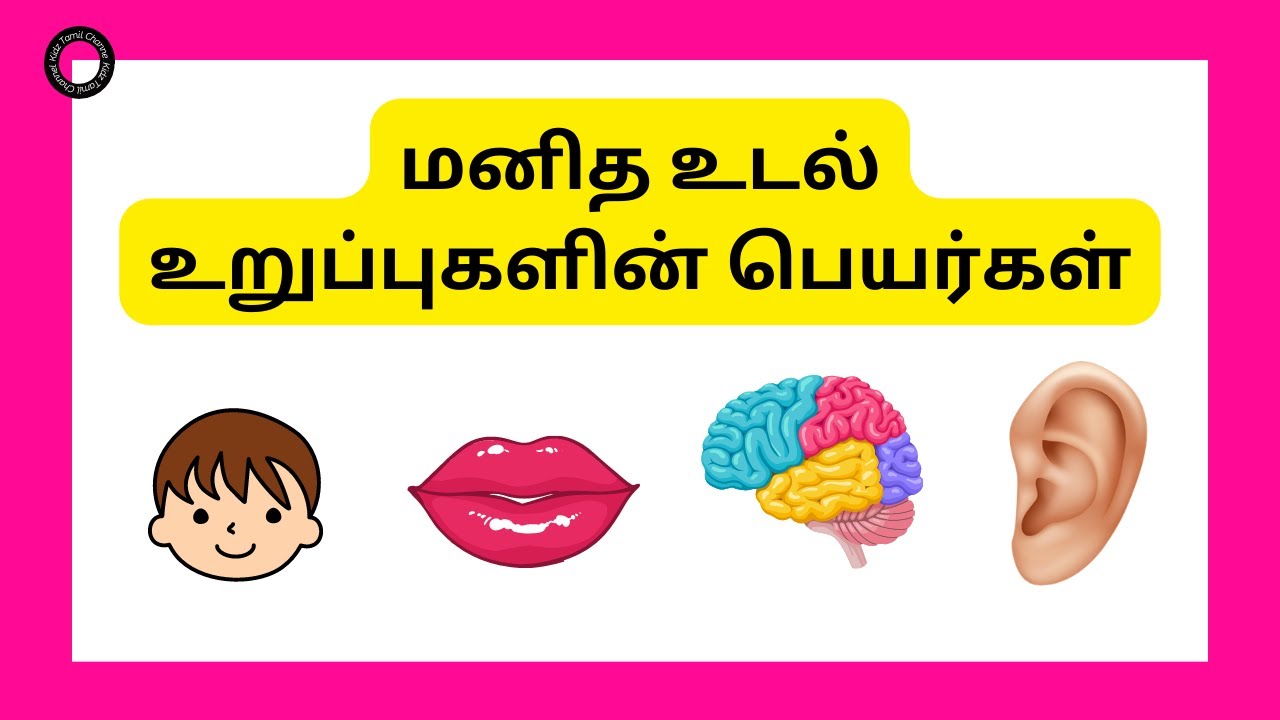 Human Body Parts Name With Picture In Tamil For Kids | மனித உடல் ...