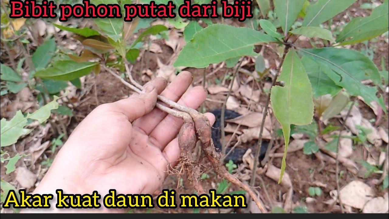 BIBIT POHON PUTAT | yang daunnya bisa di mak4n-lalap4n ciri² bibit ...