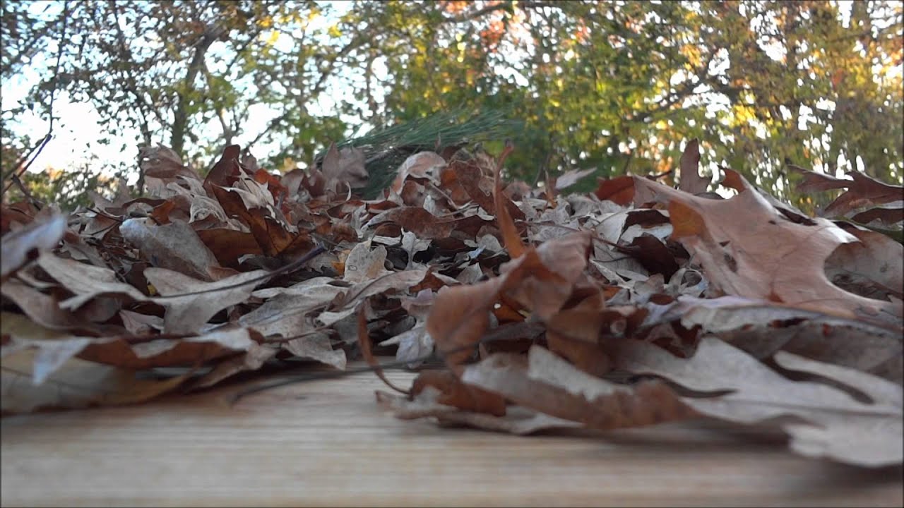 Autumn leaves drifting and falling from strong gusty wind - YouTube