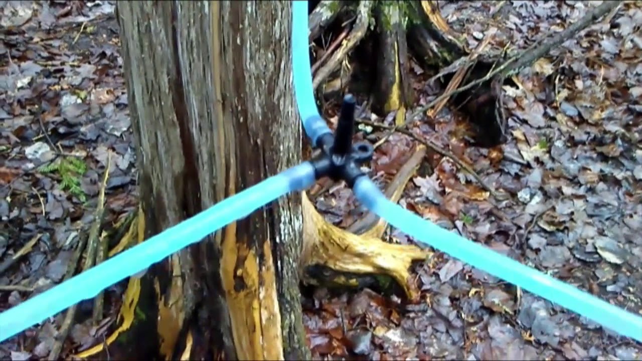 Hybrid Vacuum 3/16" Maple Sapline -- Breaking The Rules - YouTube