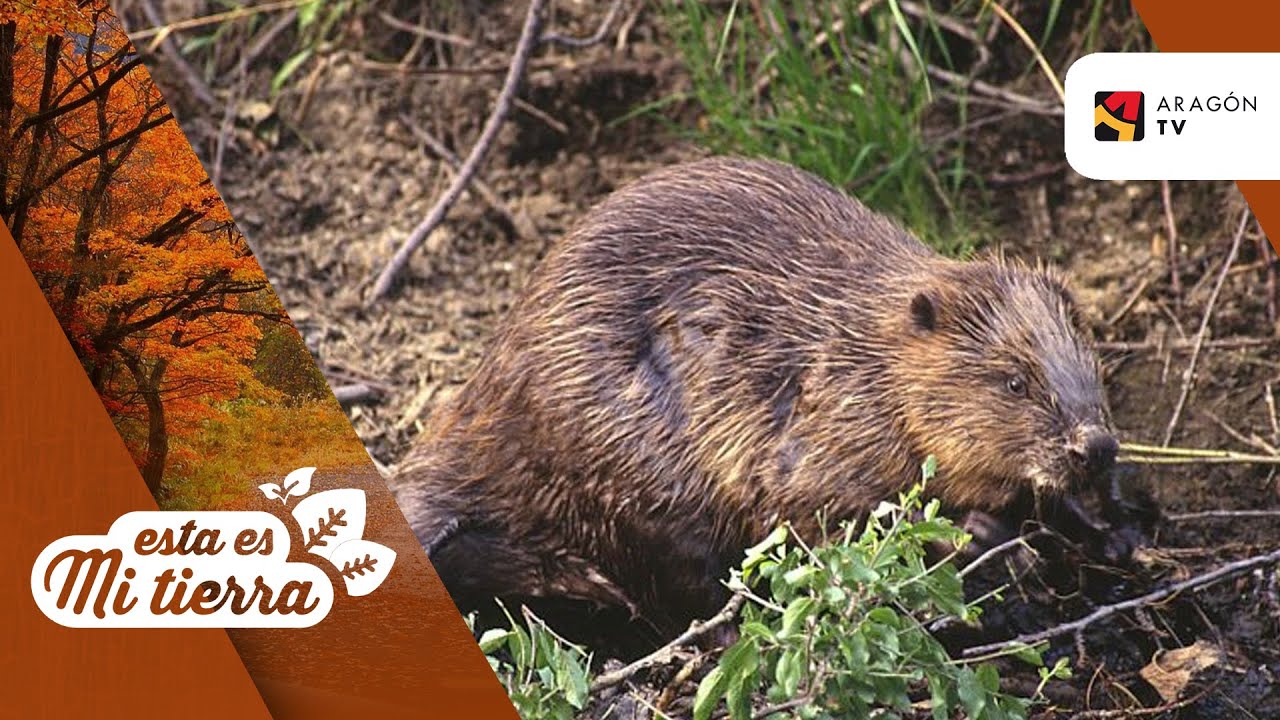El castor en la ribera del Ebro - YouTube