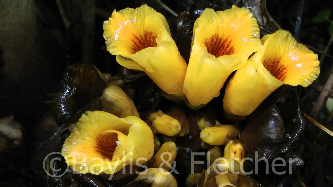 Ginger (Amomum sp), Malaysia. 20150505_111008.m2ts - YouTube