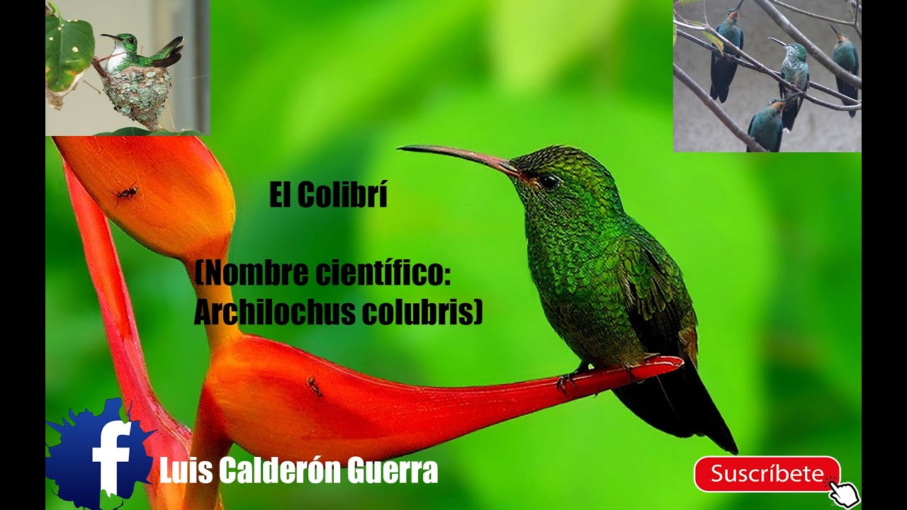 Biografía Animal - Colibrí - YouTube