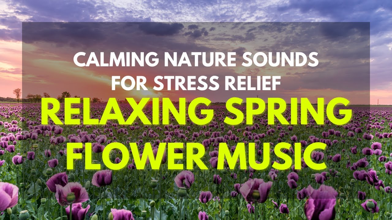 Relaxing Spring Flower Music | Calming Nature Sounds for Stress Relief ...