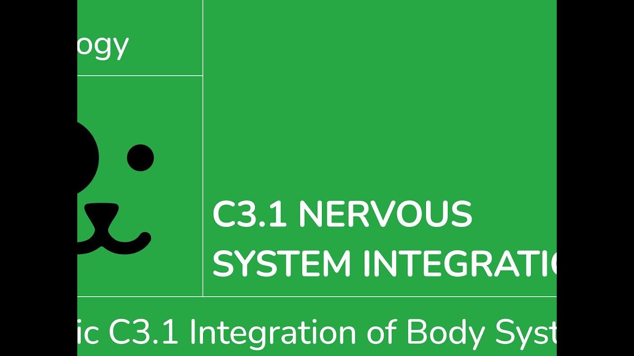 C3.1 Nervous System Integration [IB Biology SL/HL] - YouTube