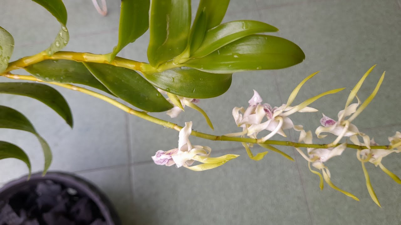 yeaay akhirnya...Order COD Anggrek - Dendrobium Samarai - D stratiotes ...