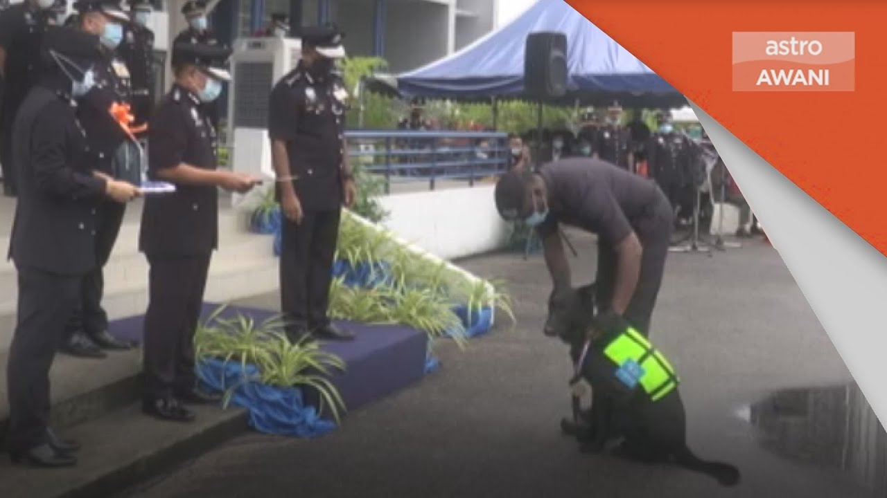 Hari Polis ke-214 | Dua anjing unit K9 terima anugerah Ketua Polis ...