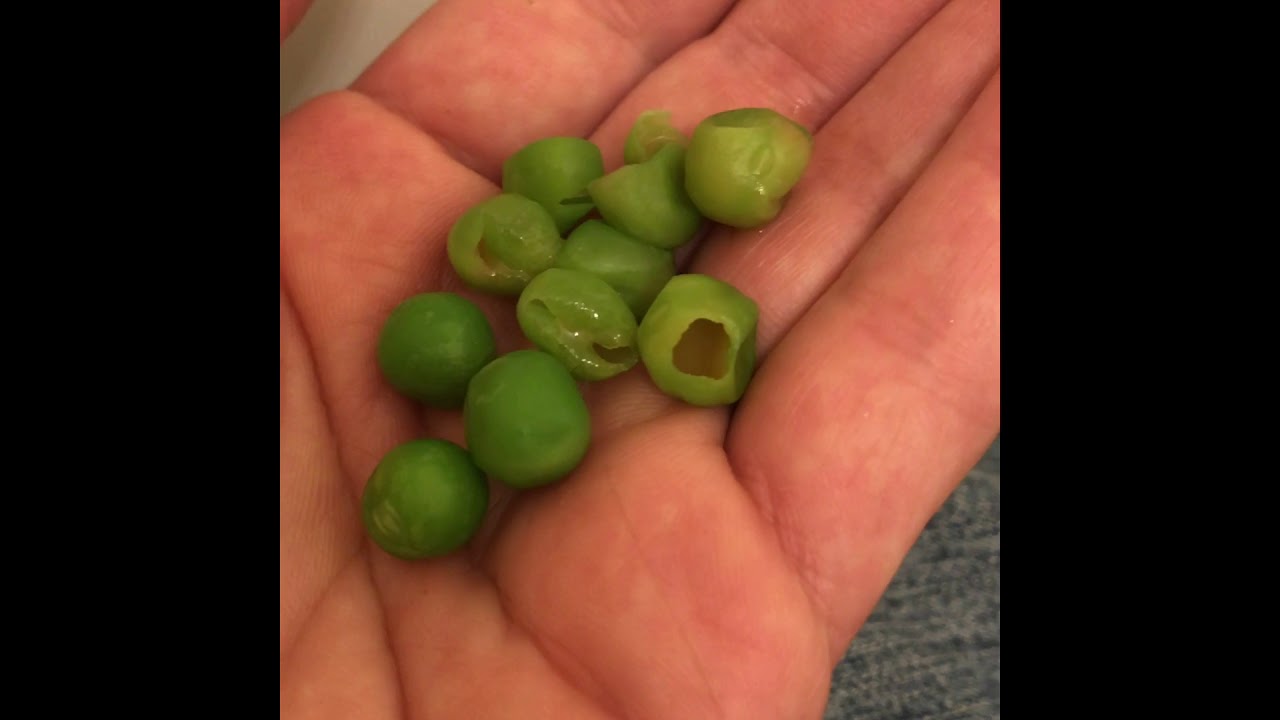 How To Give Oral Medication To Your Duck - YouTube