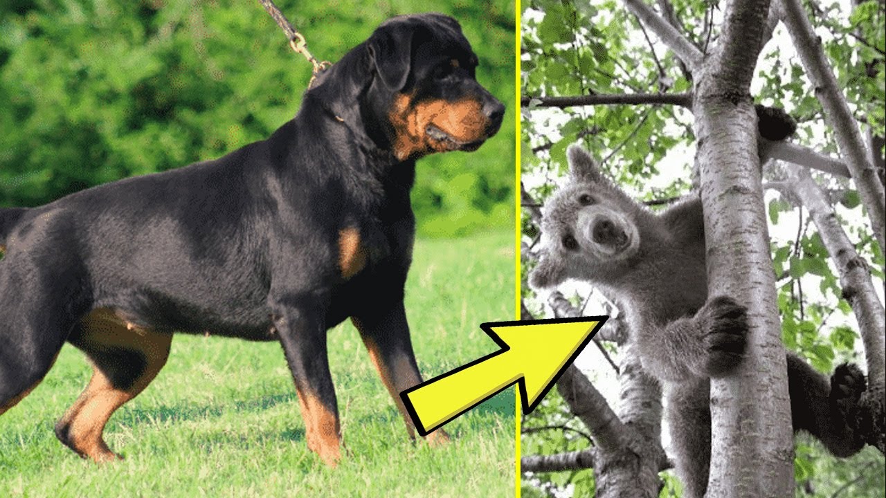 Bear Cub Walks Into Family’s Garden, Hugs The Dog When He Tries To Bark ...