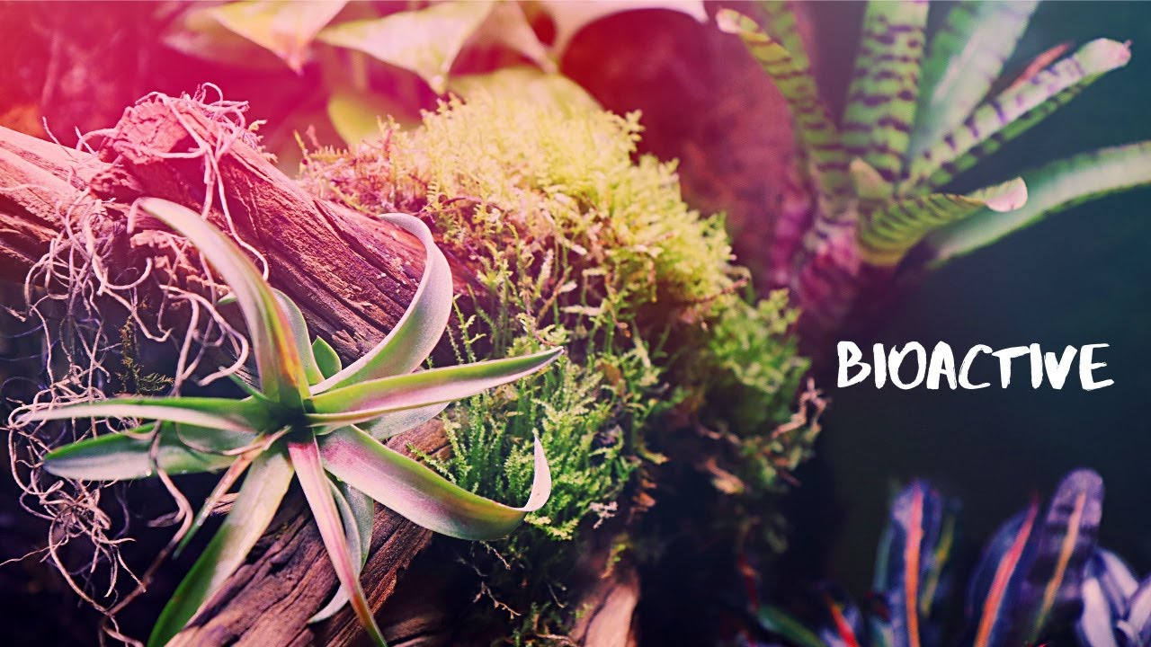Brazilian Rainbow Boa // How I Maintain My Boa’s Bioactive Vivarium ...