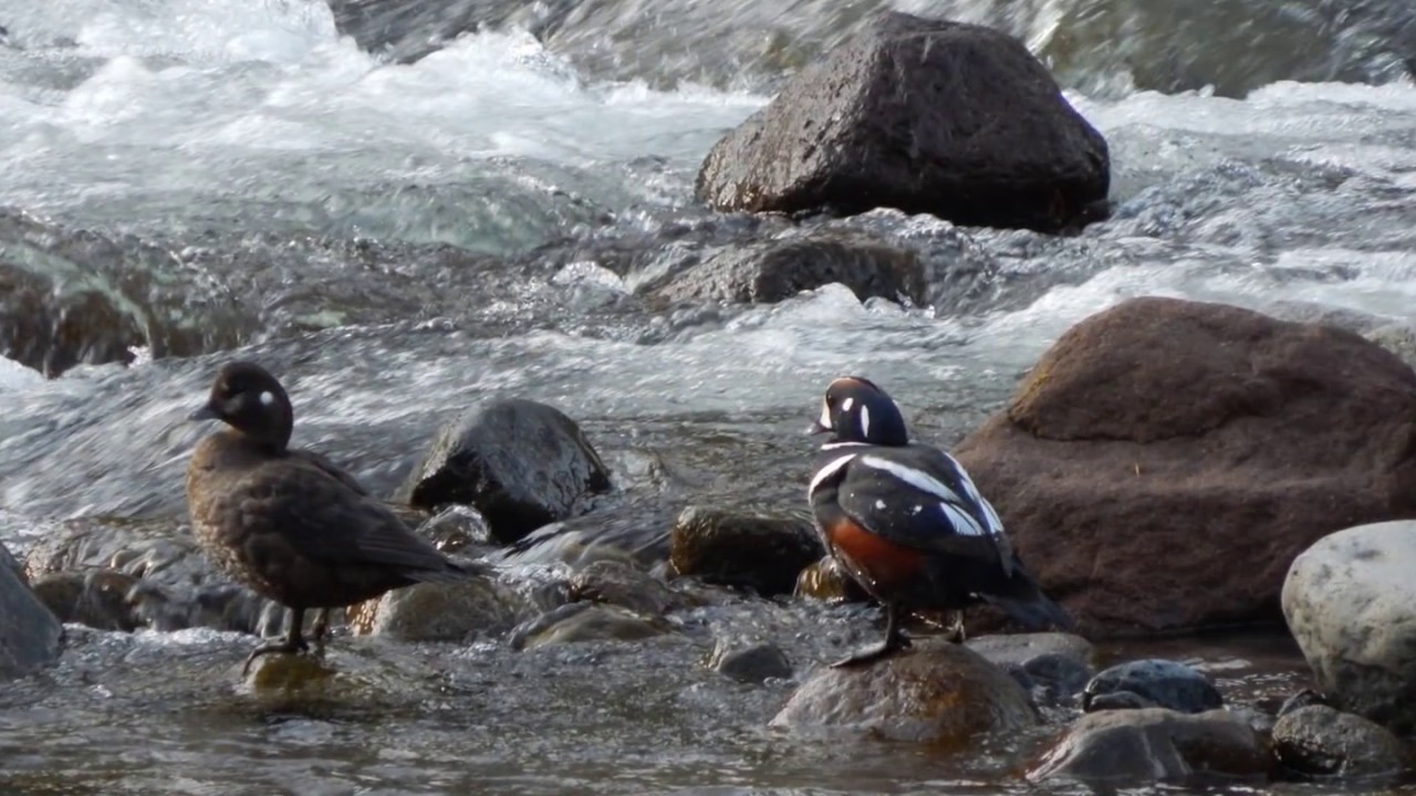 Cascade Range Brooks Ducks with river funk music - YouTube