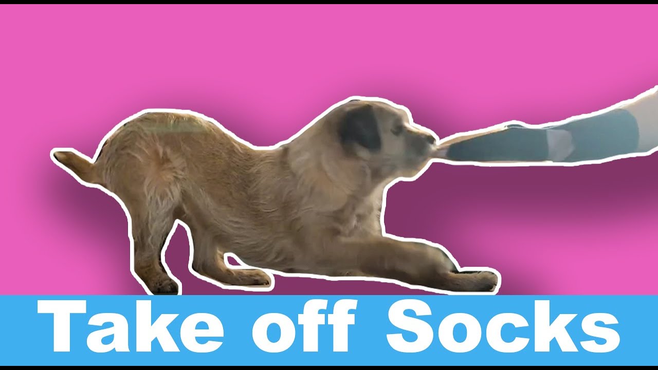 Assistance Dog Task: Taking off socks - YouTube
