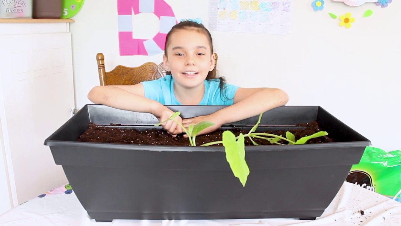 How to transfer a plant indoors! - YouTube