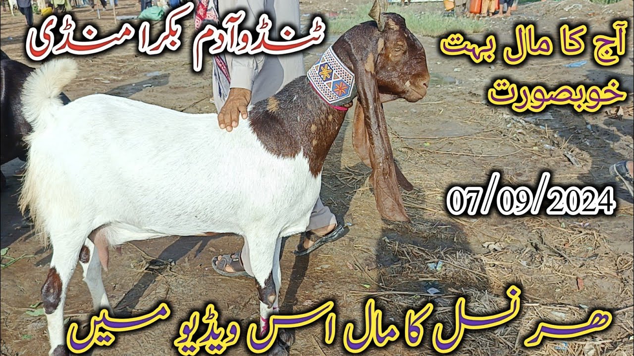 Bakra Mandi tando Adam | Latest update today | Mix Goat breed | date 07 ...