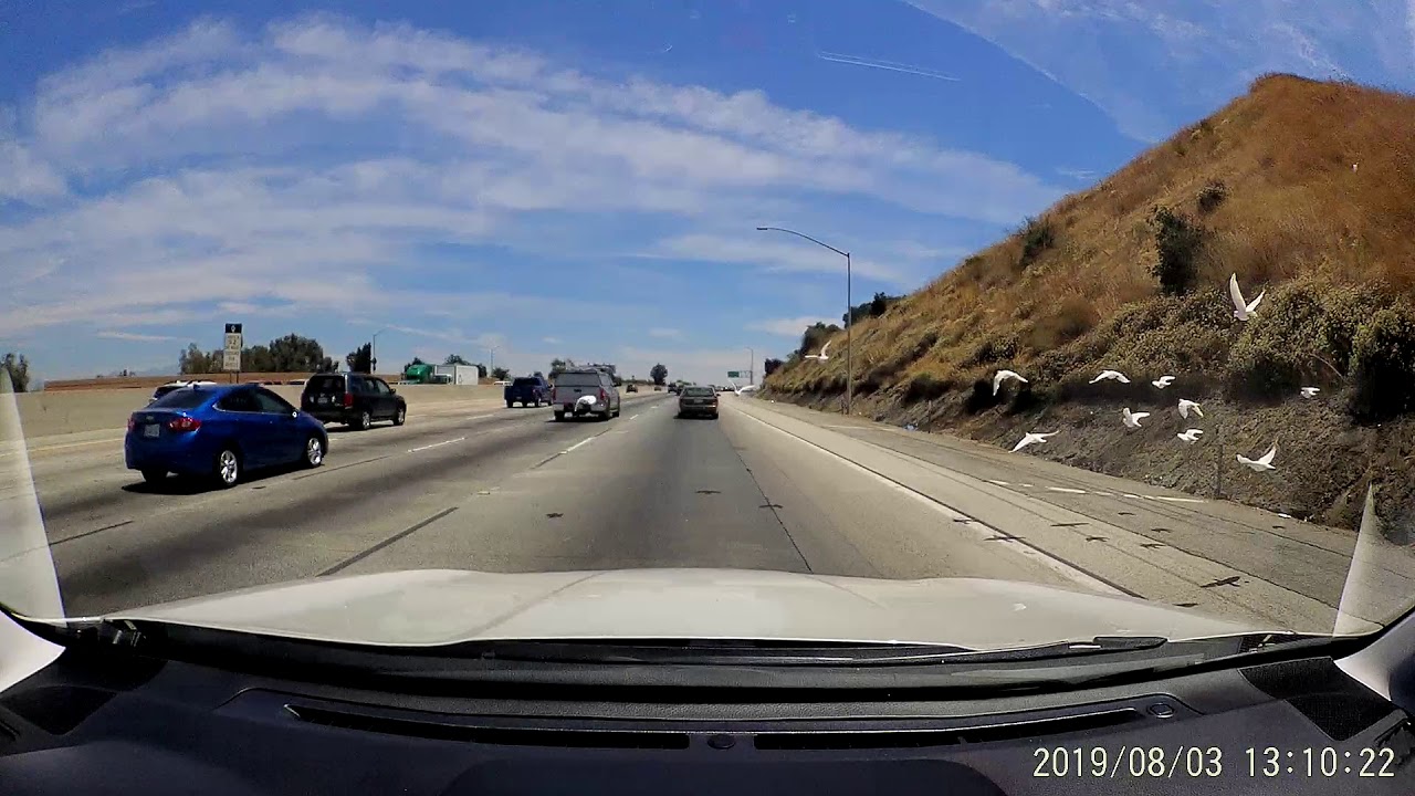 Group of white birds flying along side cars in freeway over 50 mph ...