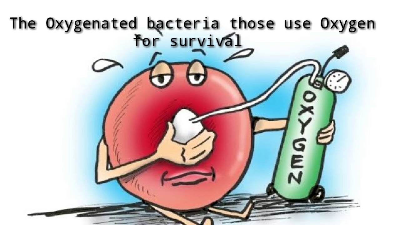 engelmann experiment photosynthesis - YouTube