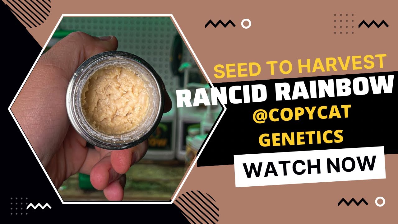 SEED TO HARVEST / RANCID RAINBOW GROW GUIDE - 1.5 LBS FRESH FROZEN ...