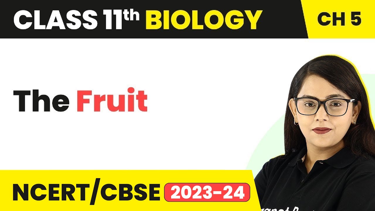 The Fruit - Morphology of Flowering Plants | Class 11 Biology - YouTube