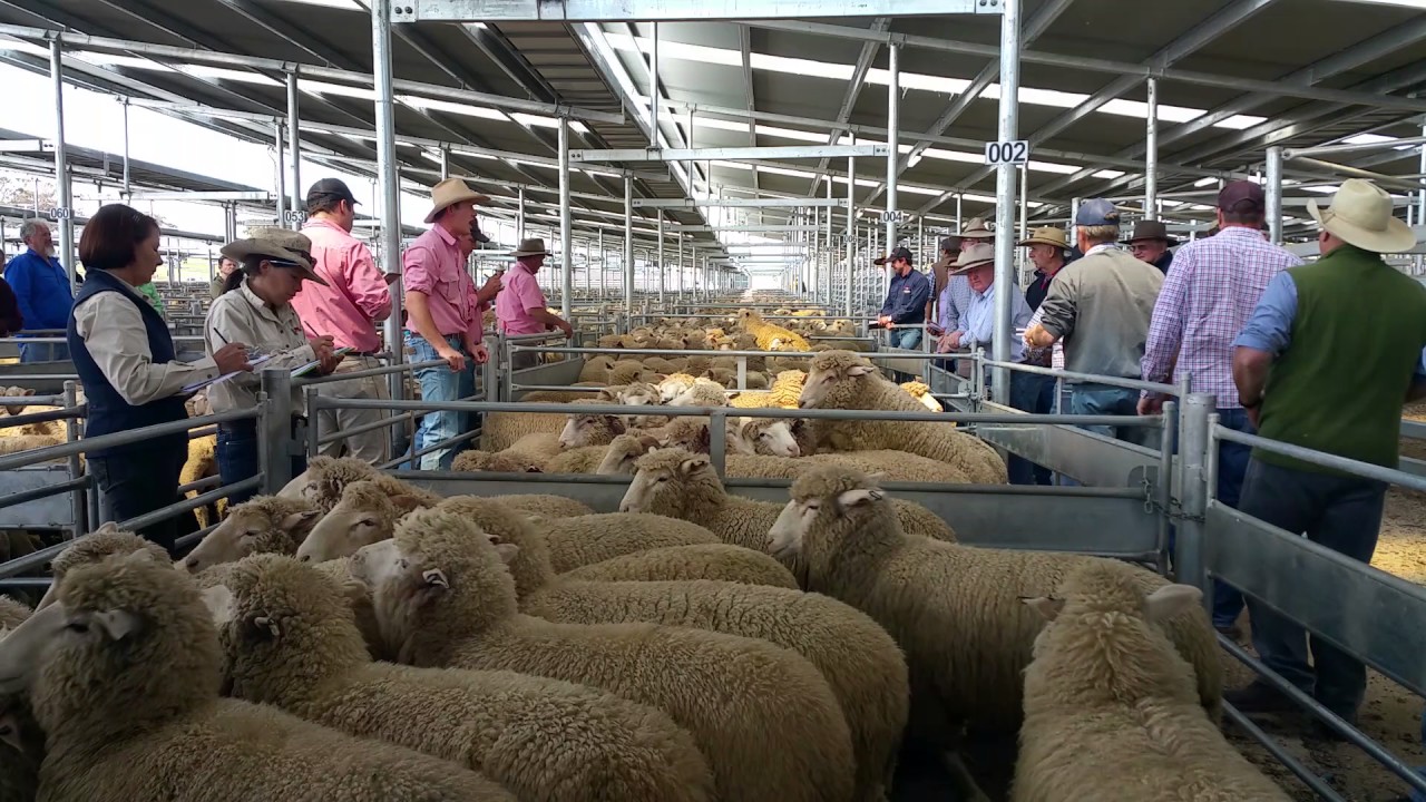 SELX Prime Sheep & Lamb sale - 26 October - YouTube