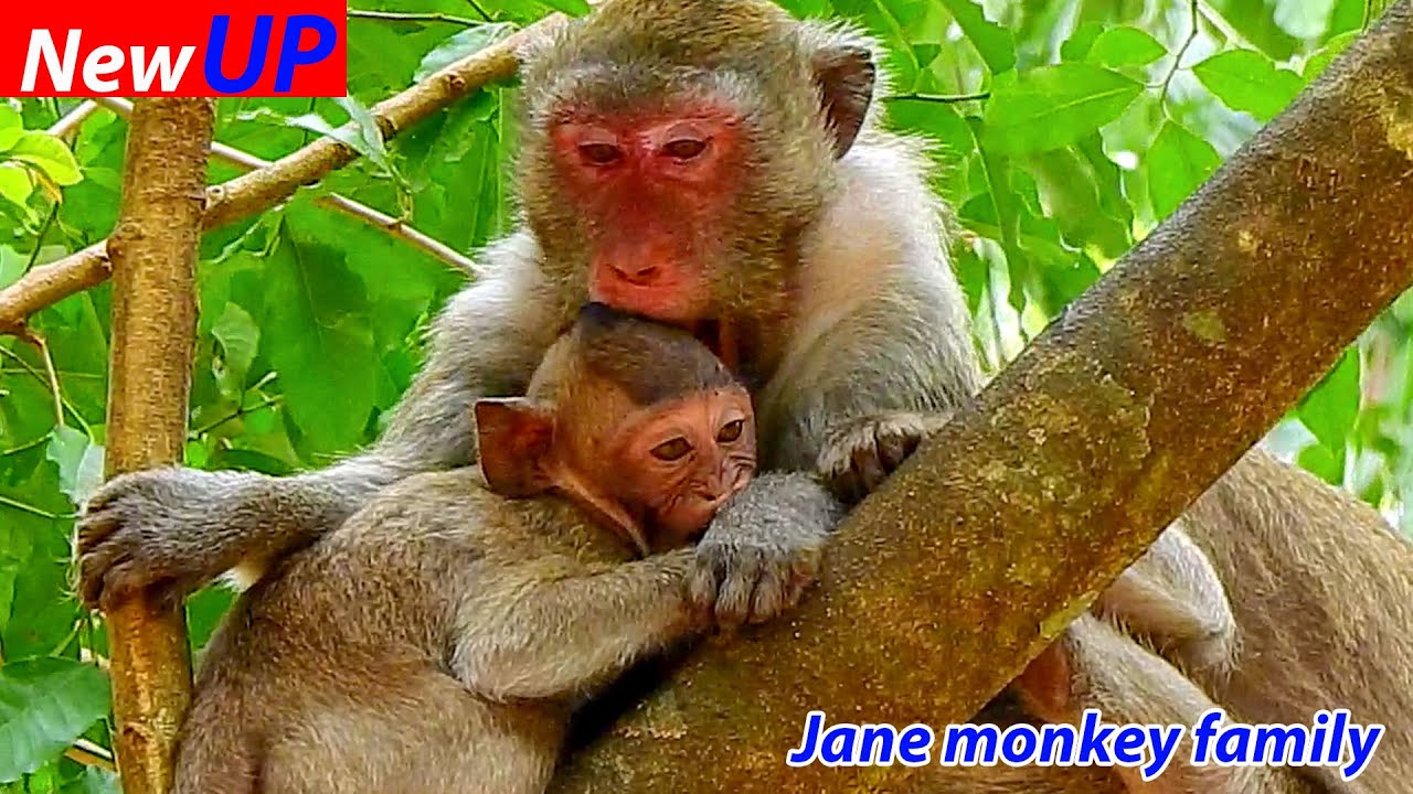 Break your head..Jane rapid b!ting Jonna`s head break from milk not ...