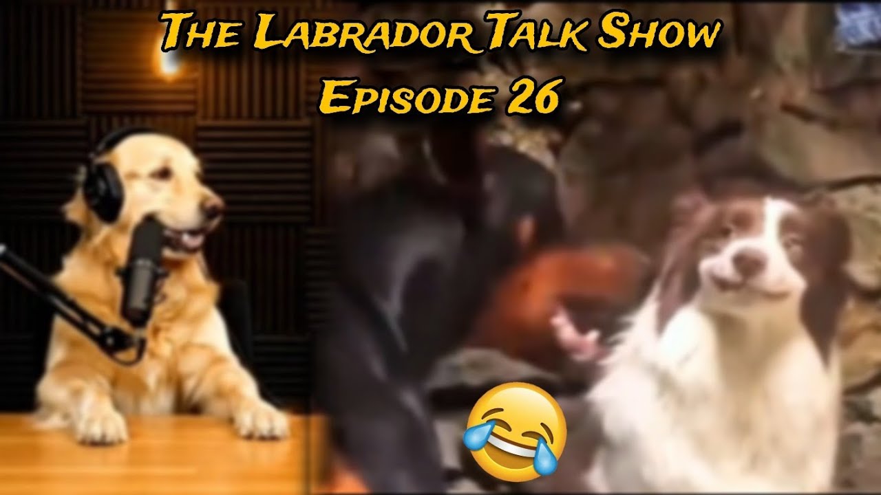 “The Labrador Talk Show” | “Dogs Being Hilarious – The Funniest Dog ...