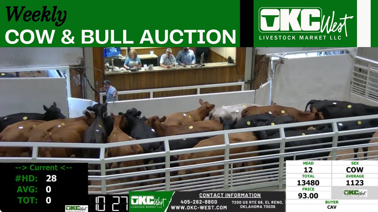 10/9/2023 - OKC West Weekly Cow & Bull Auction - YouTube