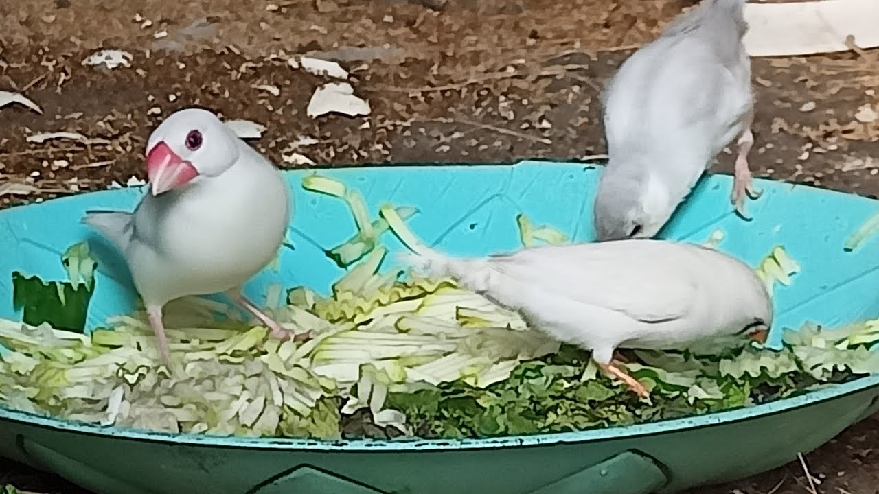 Healthy green food for birds Java Sparrow, Zebra Finch and others - YouTube