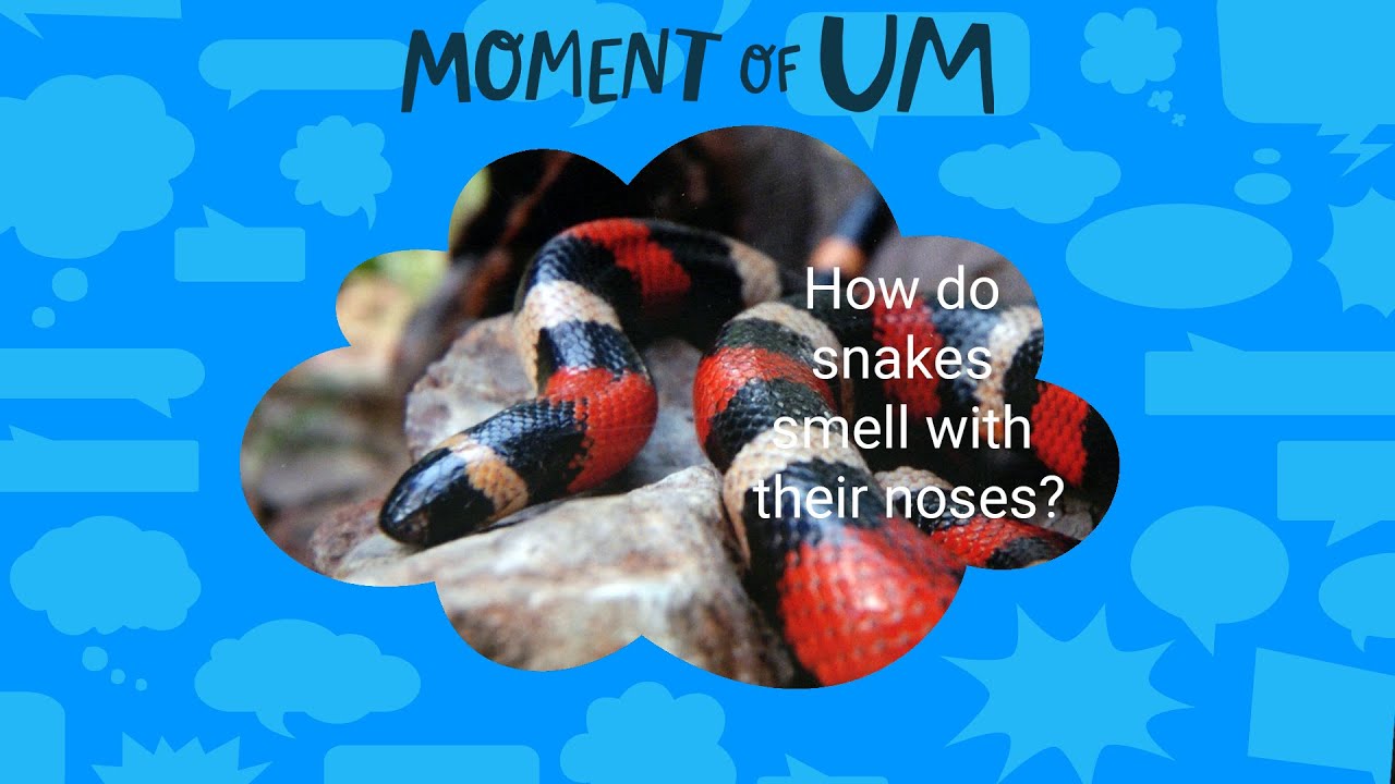 How Do Snakes Smell With Their Noses? | Moment of Um (Full Podcast ...