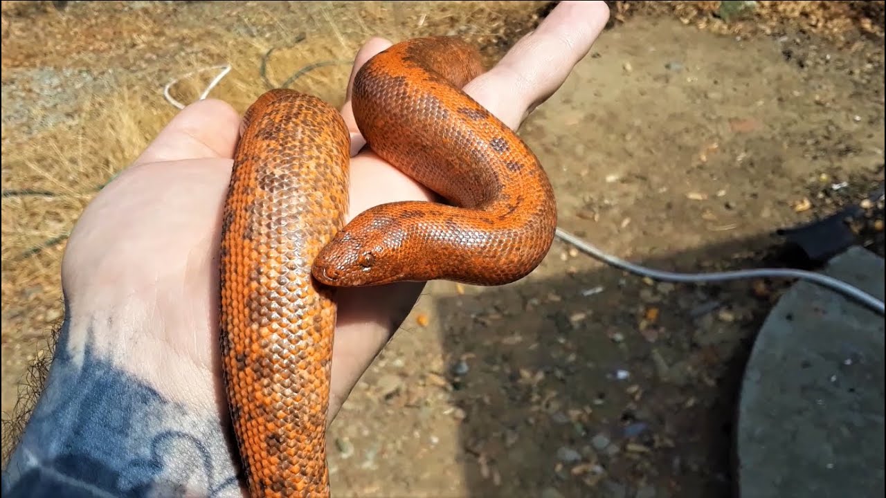 Sunbathing Snake | Kenyan Sand Boa - YouTube