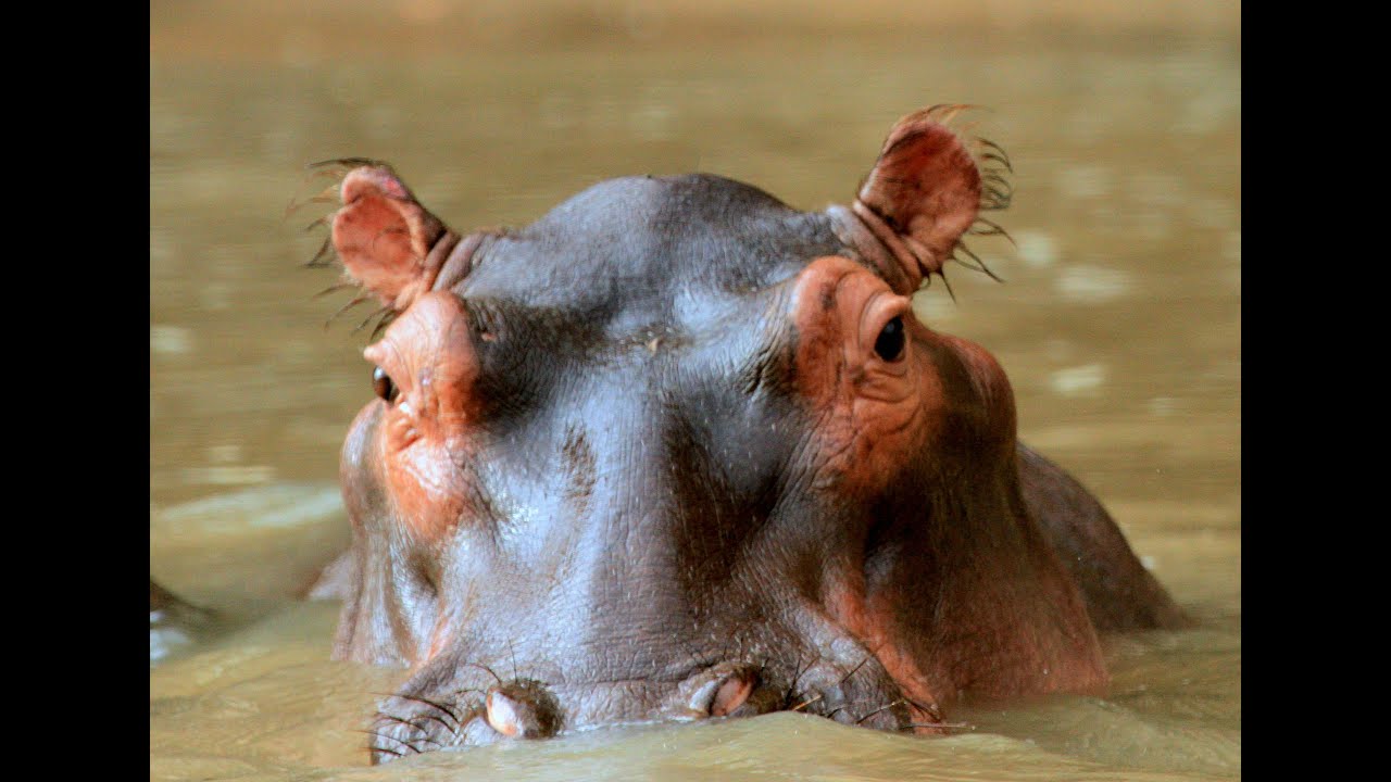 Hippopotamus Defense Chess Games ONLY!!!! - YouTube