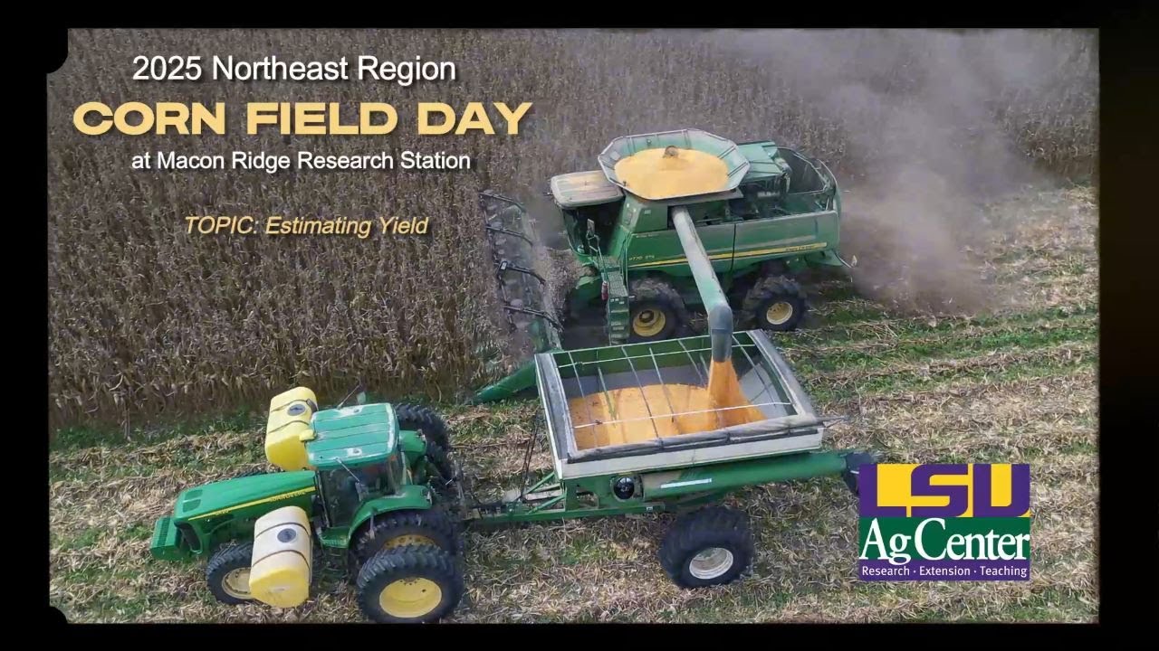 2025 Corn Field Day at Macon Ridge Research Station: Estimating Yield ...