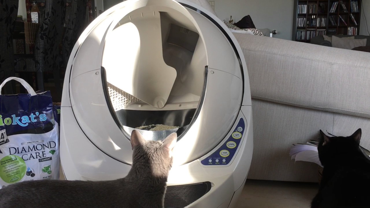Sushi & Cleo - Litter Robot Open Air - YouTube