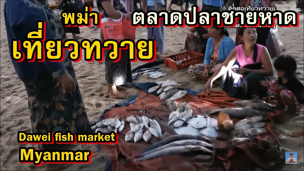 เที่ยวทวาย,พม่า,หมึกกระดองลายเสือที่ตลาดประมงตาโบเซ็ก,วางขายปลาบนชายหาด ...